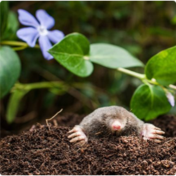 Online-tuincentrum: Alles voor uw tuin!