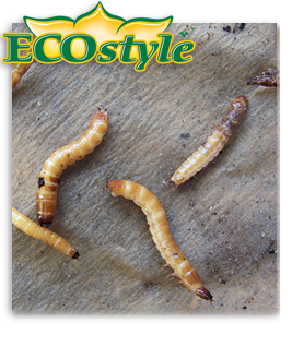 Ritnaalden bestrijden in aardappelen met aaltjes | Biologisch en ...