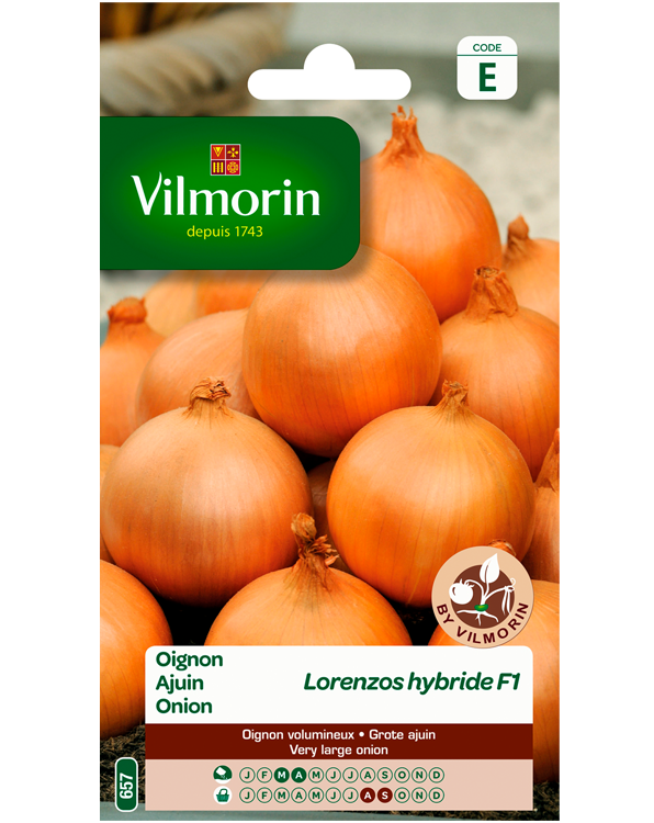 Ajuin zaaien met Lorenzos ajuin zaden | Koperkleurige en grote uien