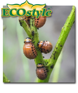 Nematoden tegen coloradokever: Biologische bestrijding