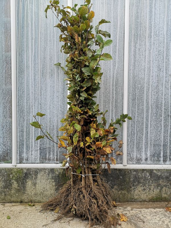 Haagbeuk kopen | Carpinus Betulus | Levering aan huis