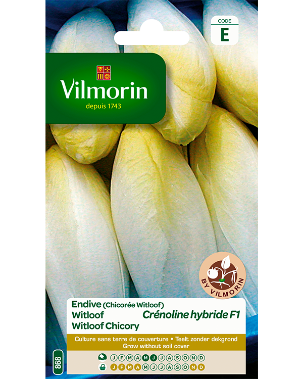 Vilmorin Zaden Witloof Crénoline HF1