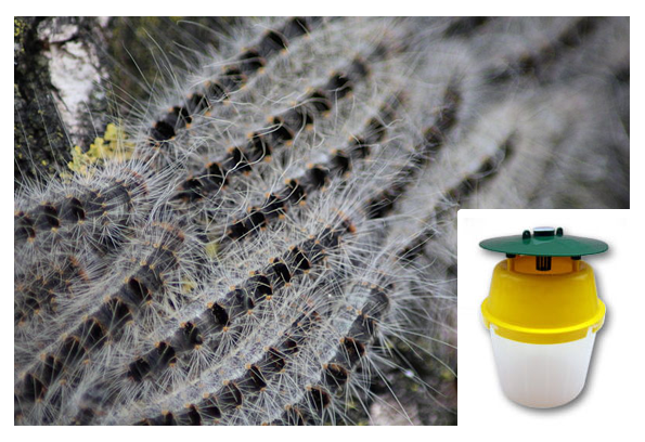 Feromoonval tegen eikenprocessierups incl. 1 feromoon